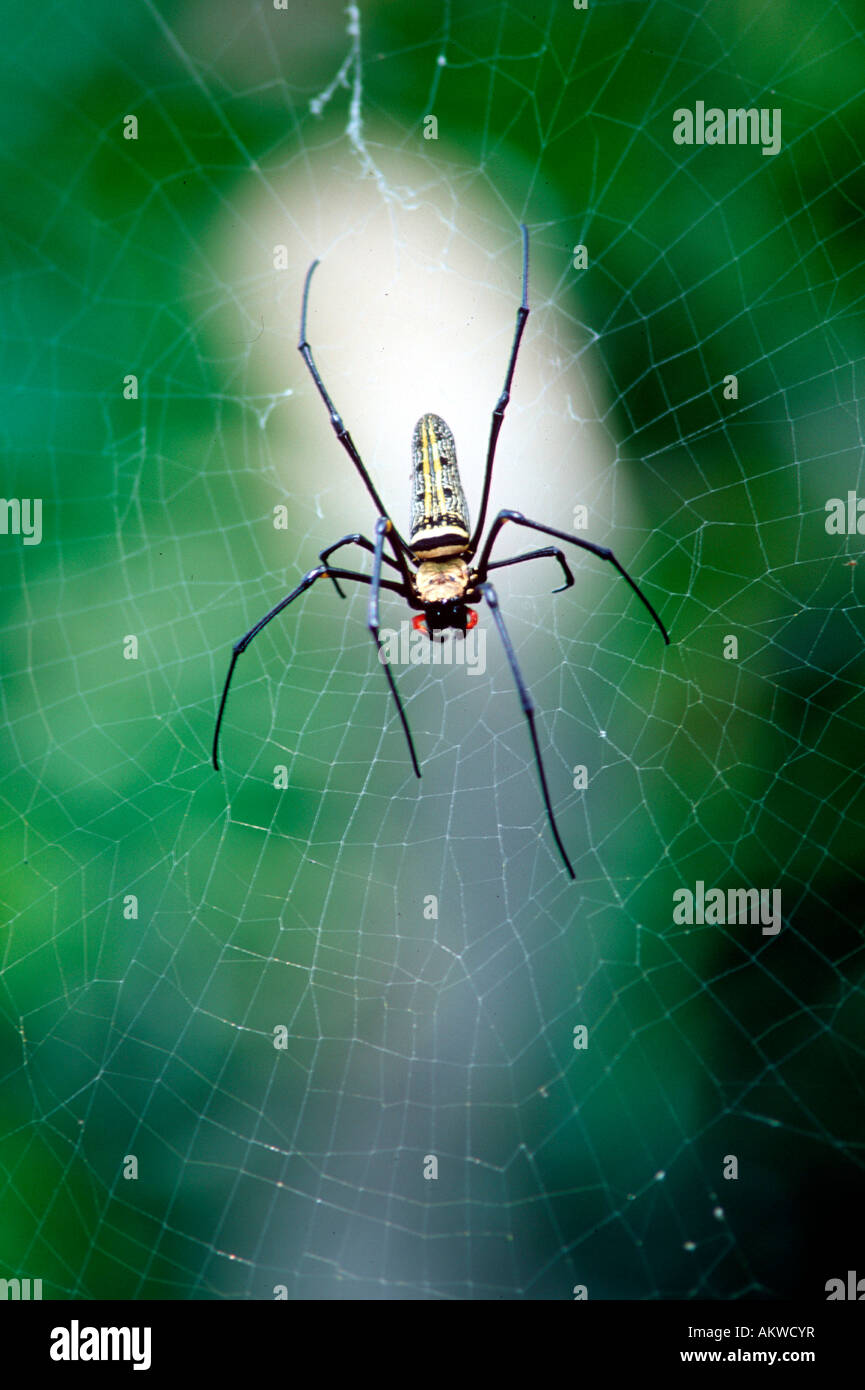 Thailand spider hi-res stock photography and images - Alamy