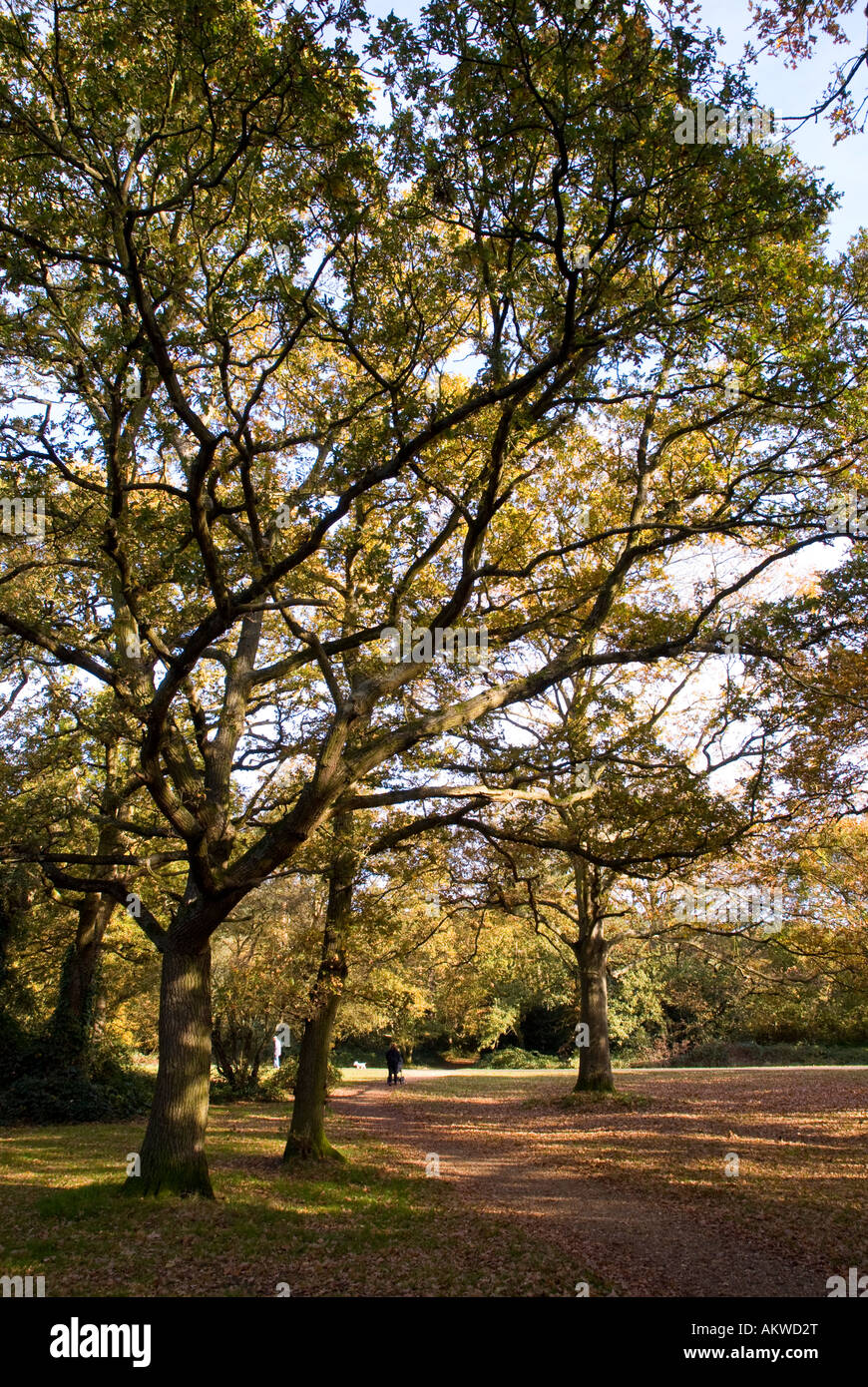 Treescommon hi-res stock photography and images - Alamy