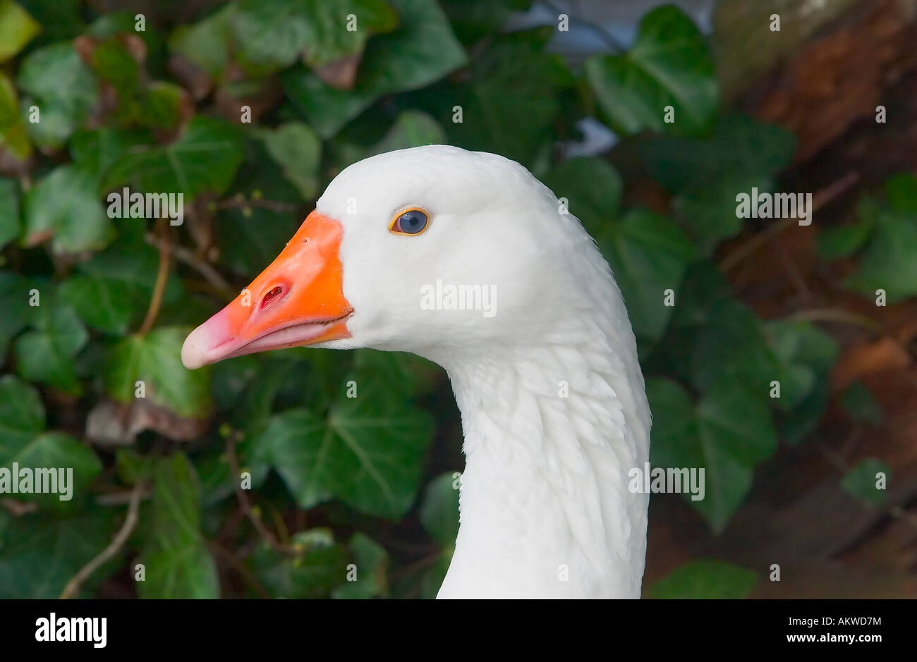Head Shot of Goose Stock Photo - Alamy