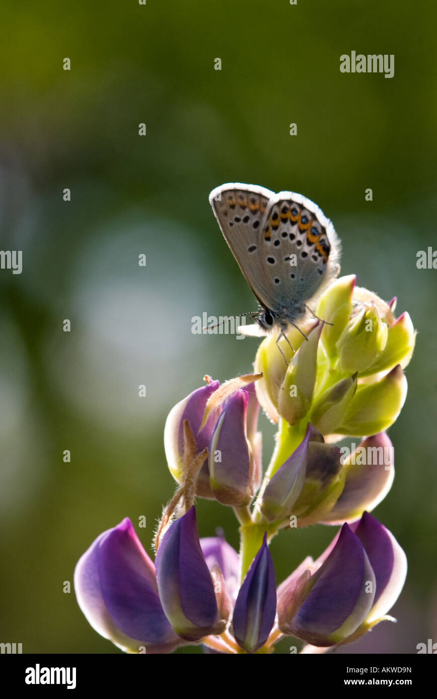 Classic butterfly pose Stock Photo - Alamy