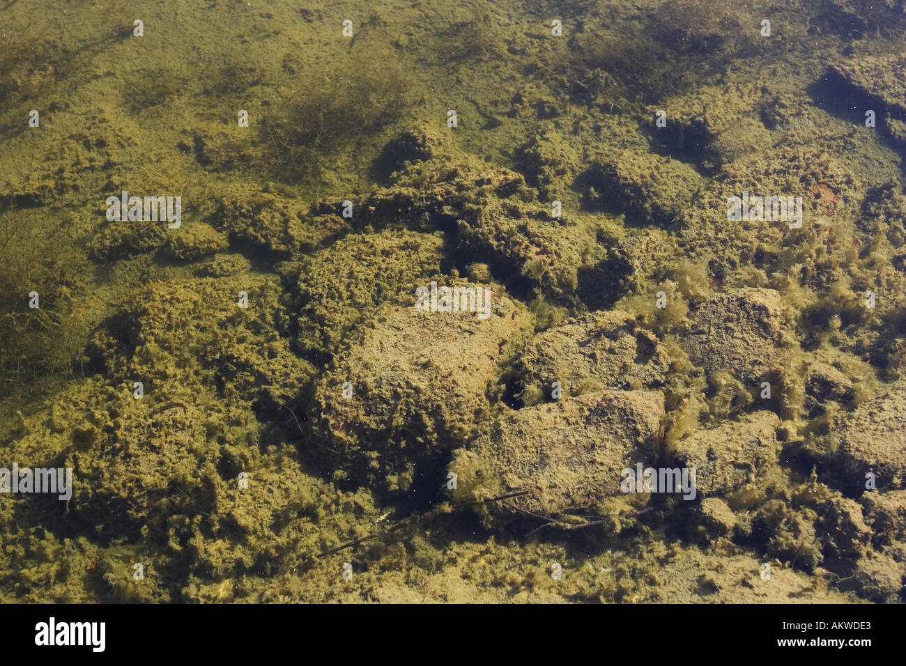 Seaweed decomposition hi-res stock photography and images - Alamy