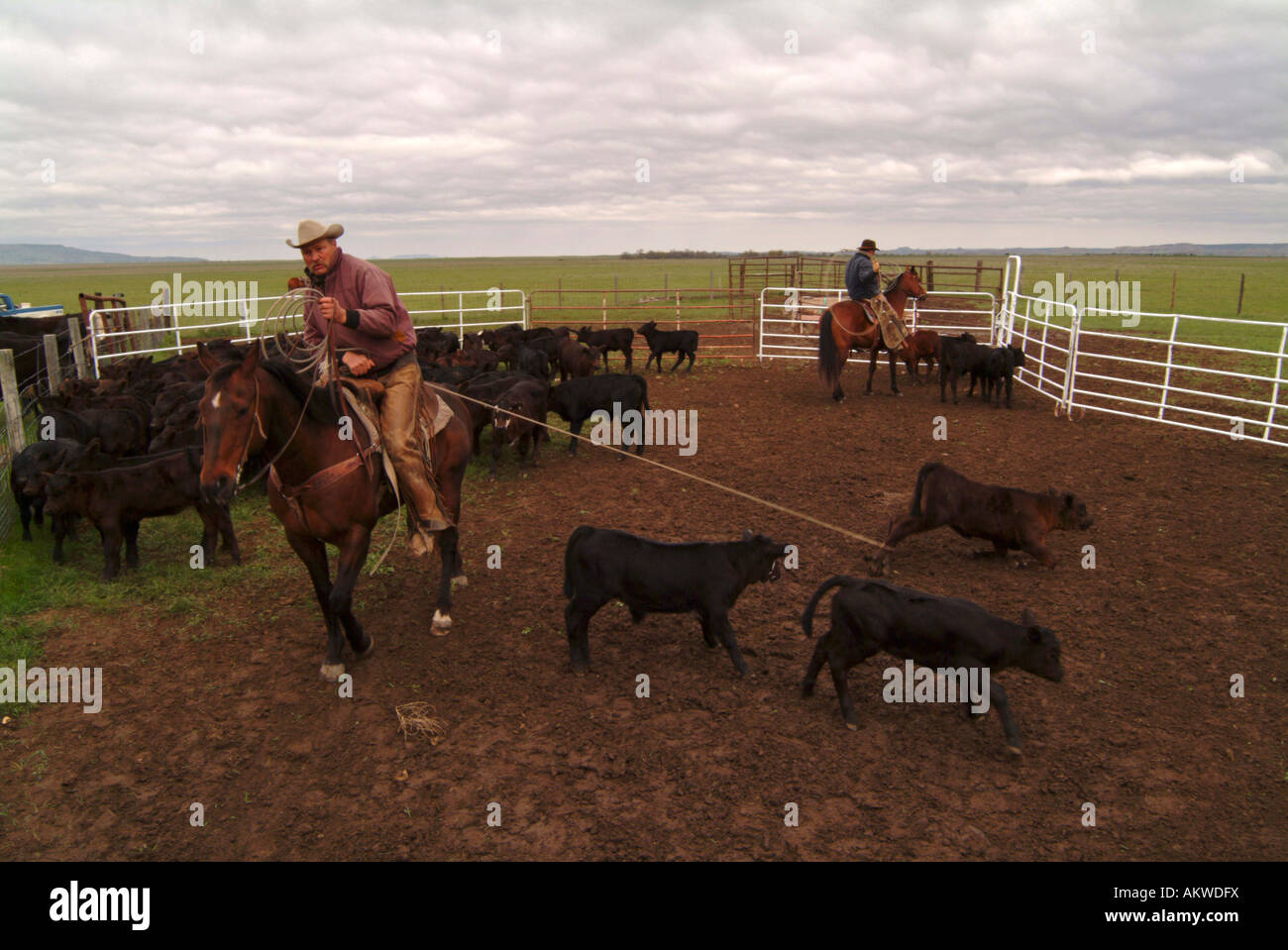 Herding cattle on Logging Camp Ranch North Dakota Stock Photo - Alamy