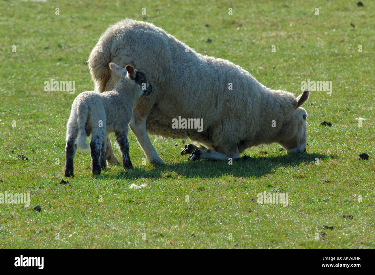 Lamb with sheep mother kneeling down to get the grass Stock Photo - Alamy
