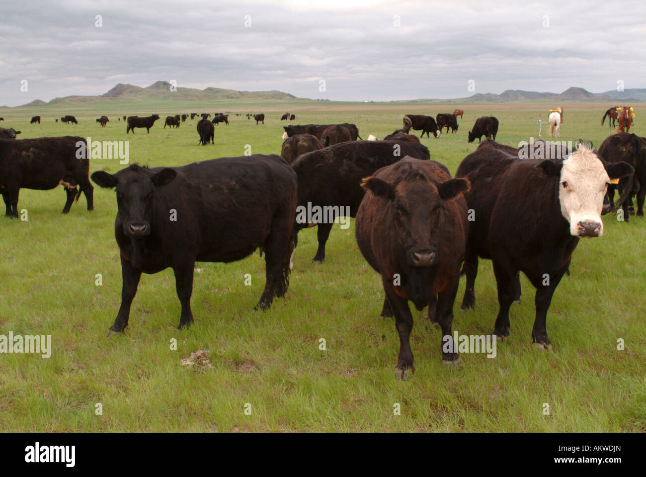 Cattle on Logging Camp Ranch North Dakota Stock Photo - Alamy