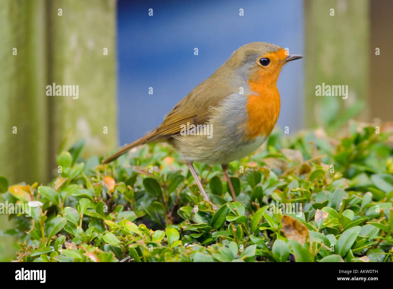 English Robin Posing in Hedge Stock Photo - Alamy