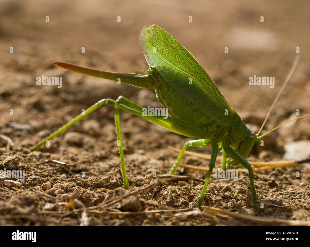 Grasshopper stretching and laying eggs Stock Photo - Alamy