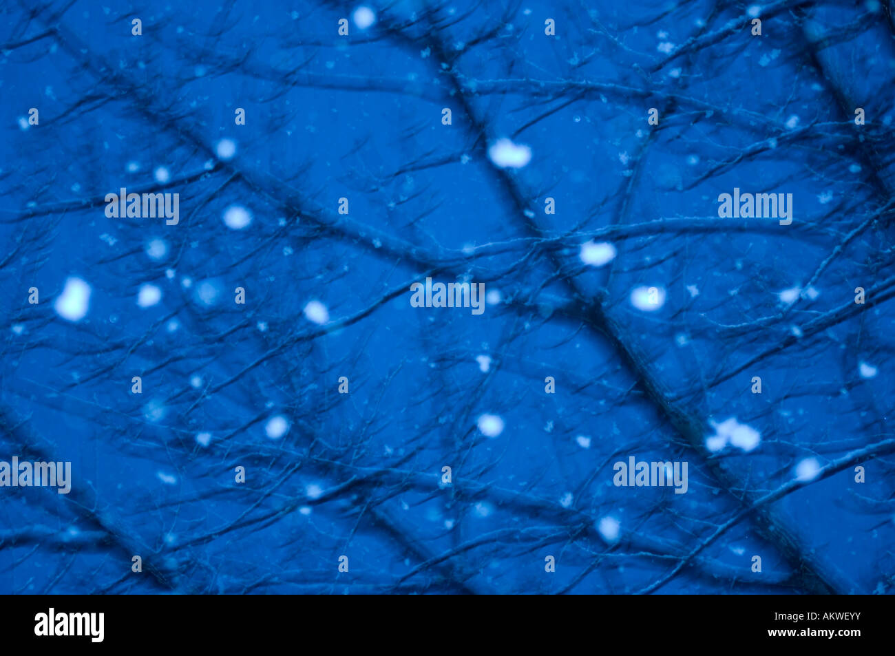 Snow falling at night with trees in background Stock Photo - Alamy