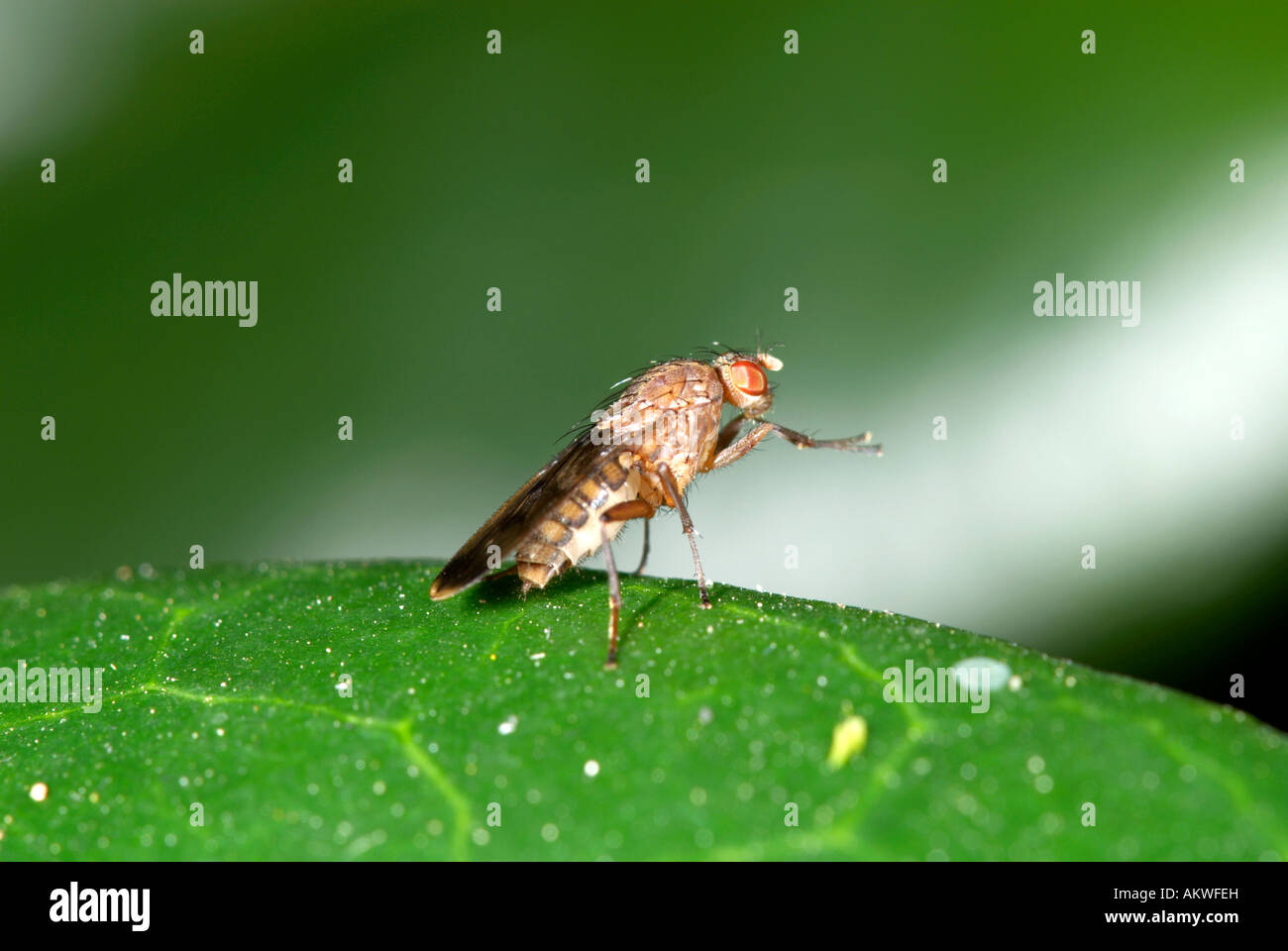 Fly on leaf cleaning its legs Stock Photo - Alamy