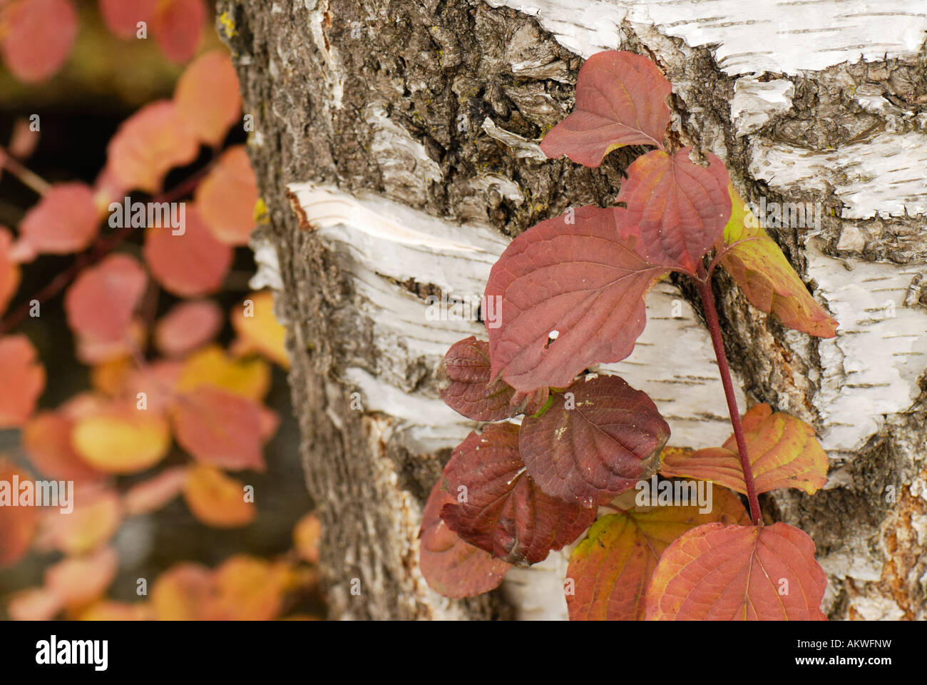 A Birch tree (Betulaceae) and discoloured leaves in late fall Stock ...