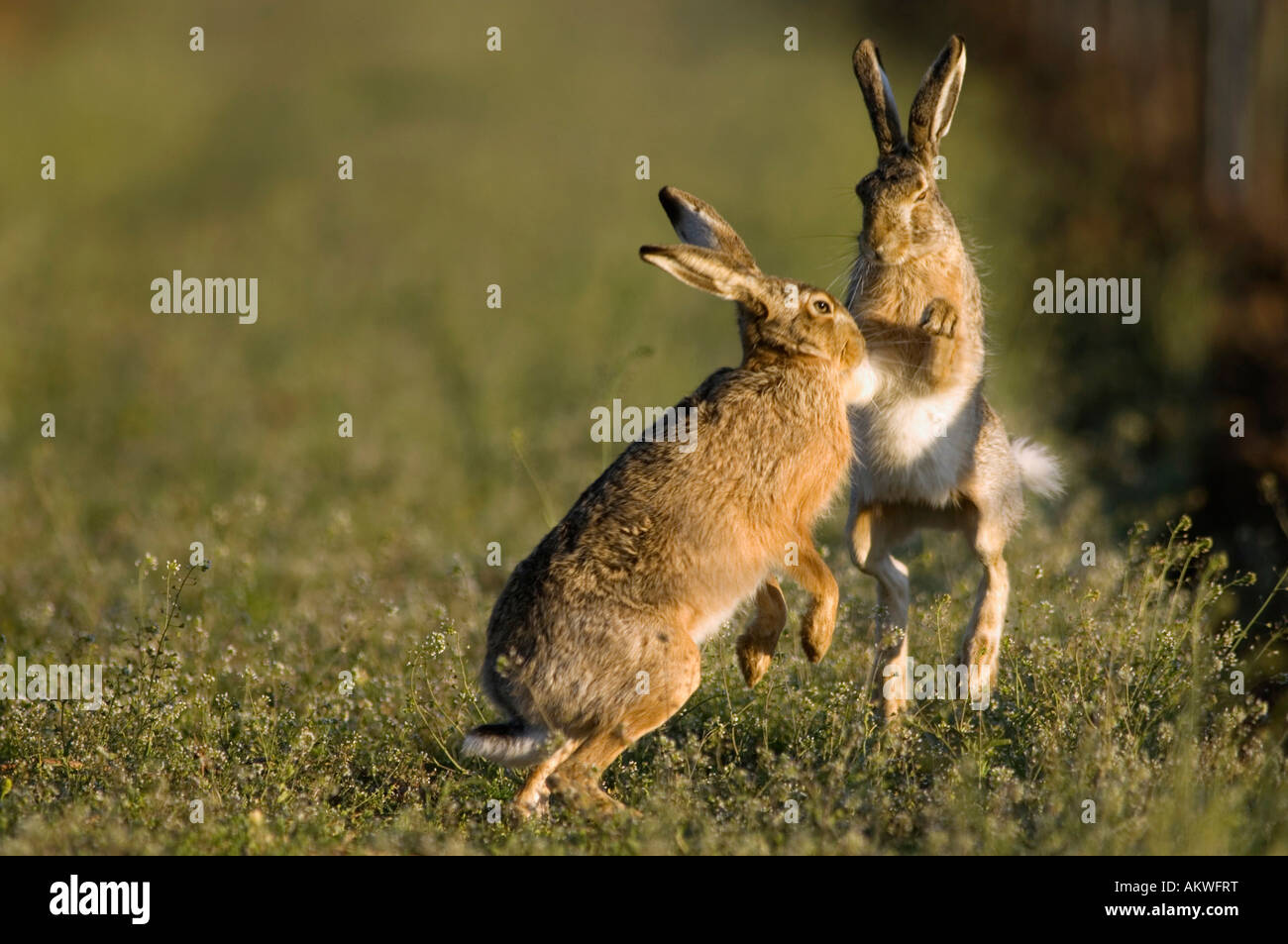 Jumping Hares High Resolution Stock Photography and Images - Alamy