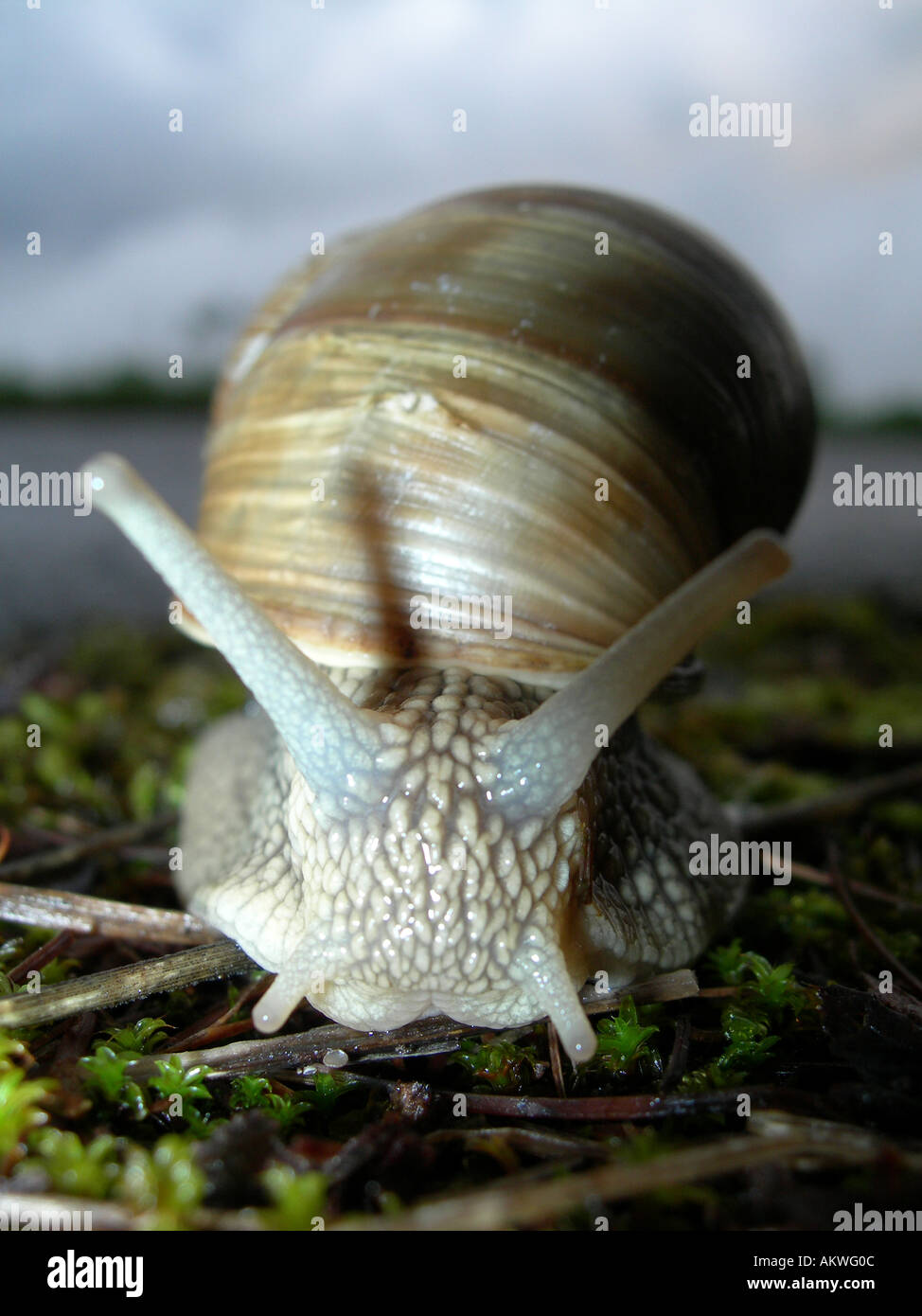 Snail speed traffic hi-res stock photography and images - Alamy