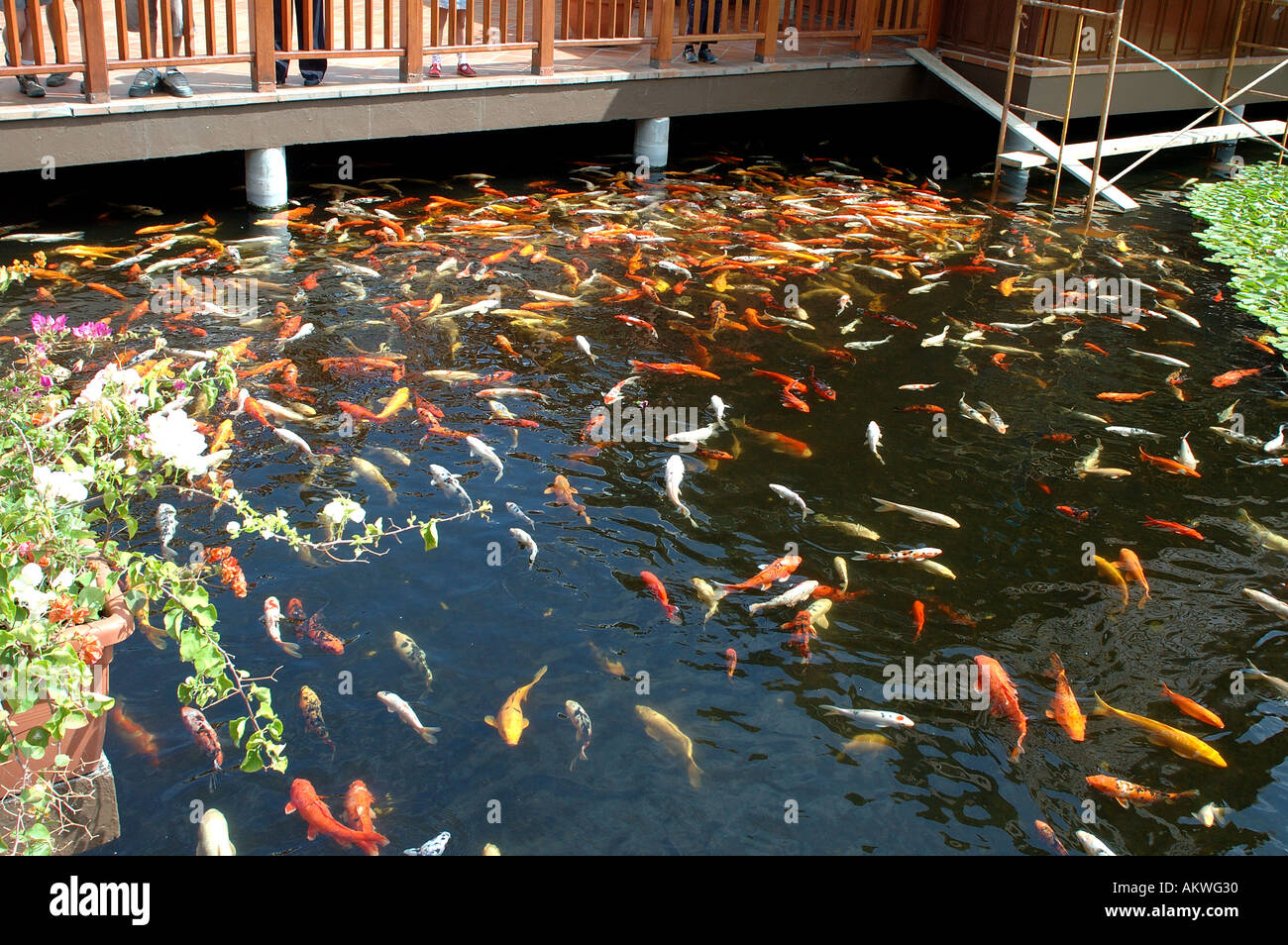 Shoal of koi carp Stock Photo - Alamy