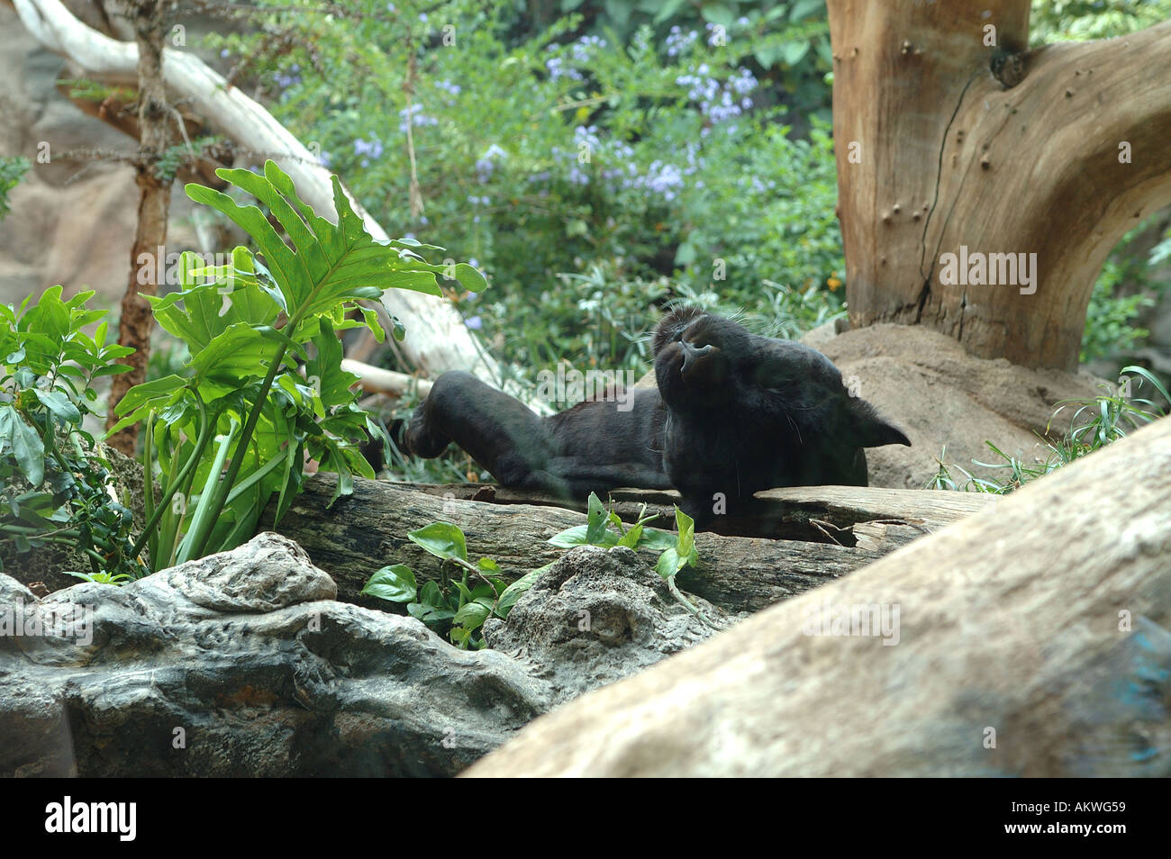 Big Cat Resting Stock Photo - Alamy