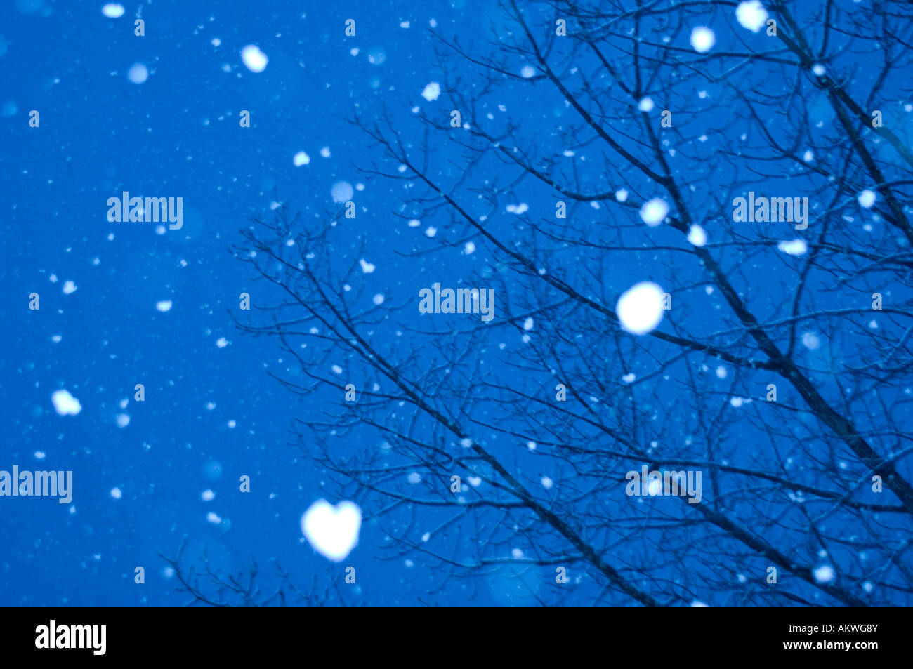 Snow falling at night with trees in background Stock Photo - Alamy