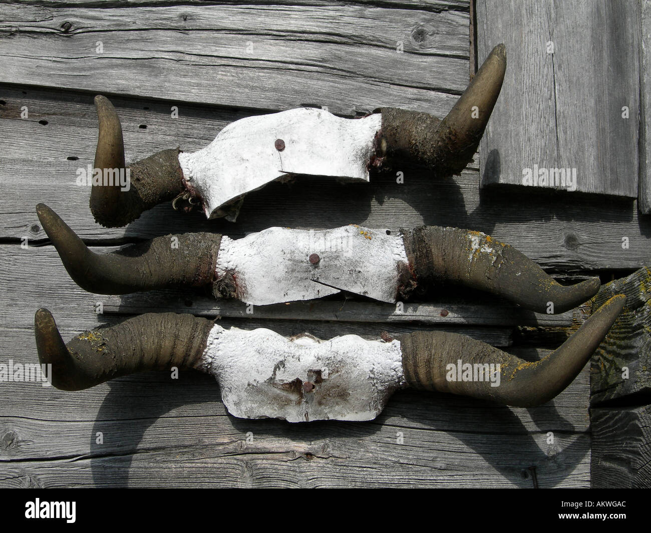 Decoration of horns hi-res stock photography and images - Alamy