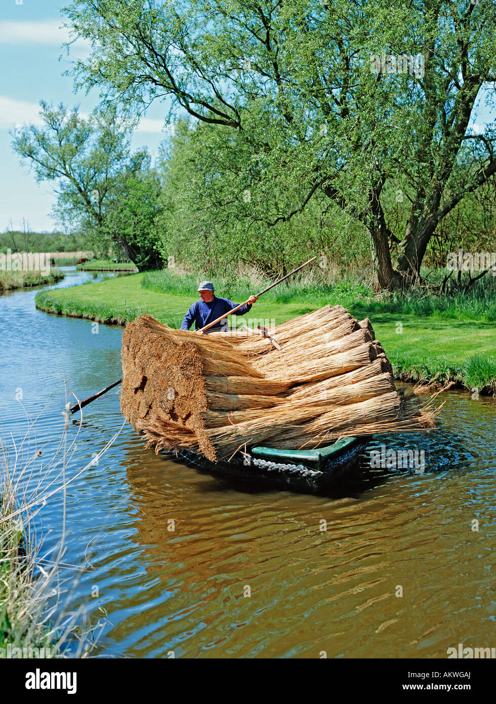 GB NORFOLK LUDHAM REEDHAM MARSH REED HARVESTING Stock Photo - Alamy