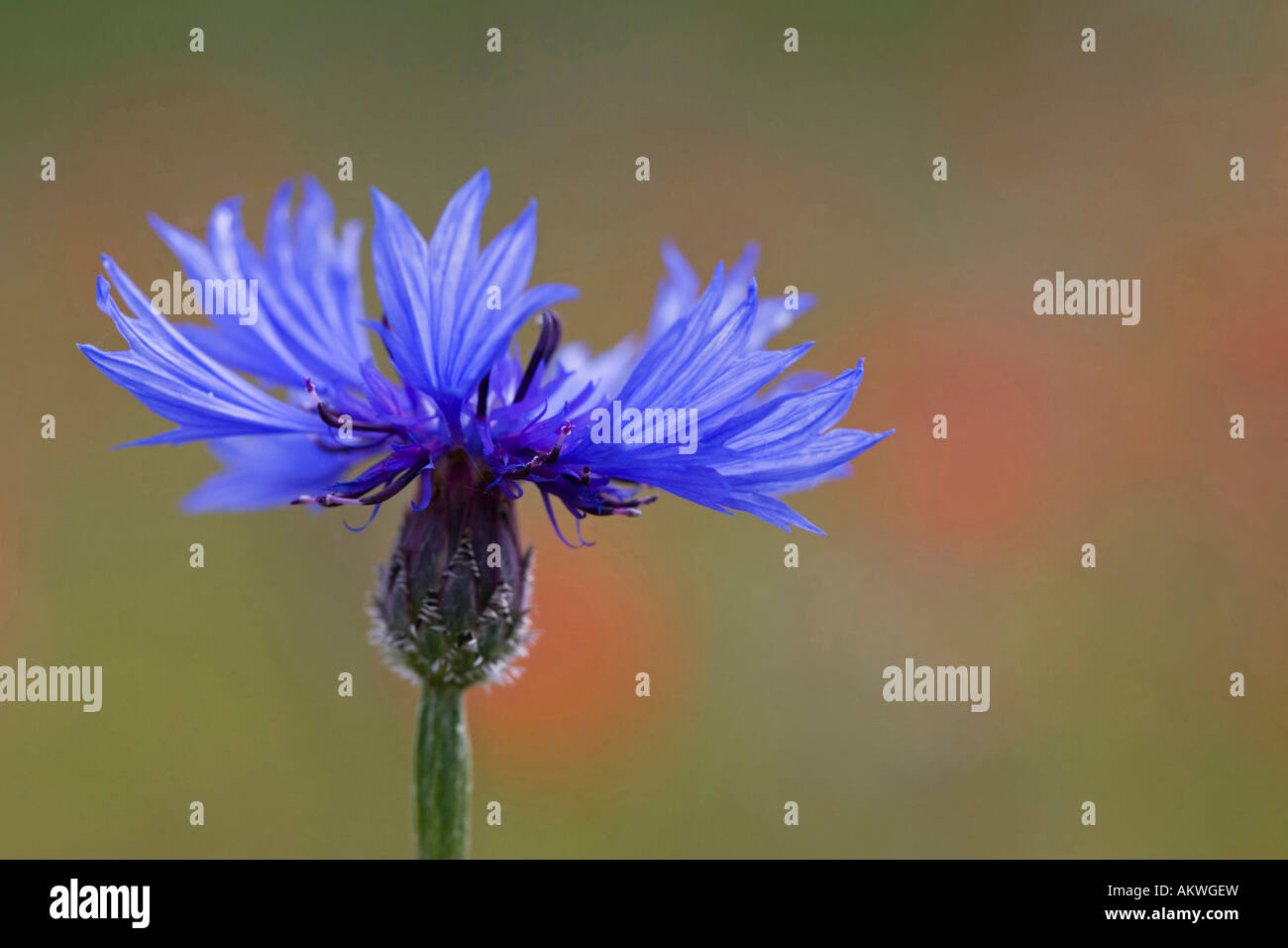 Germany, Bavaria, Cornflower, close-up Stock Photo - Alamy