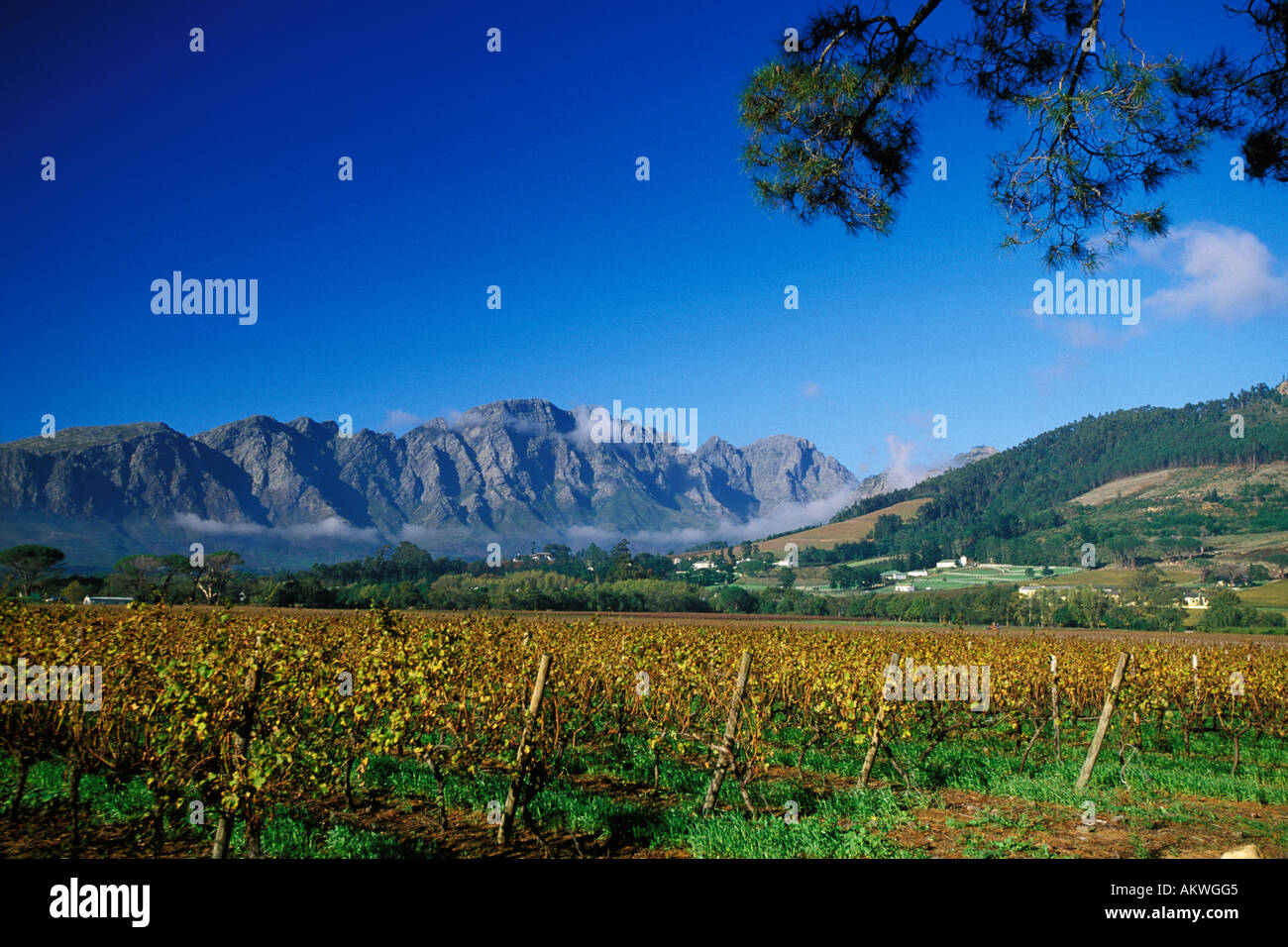 South Africa, Franschhoek, Vineyards, Franschhoek Valley Stock Photo ...