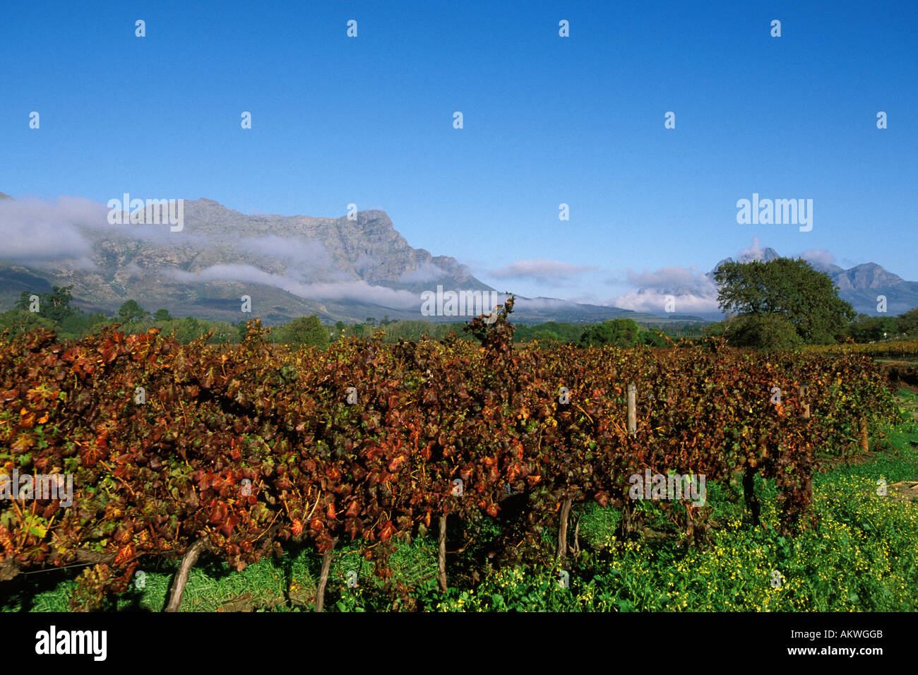 South Africa, Franschhoek, Vineyards, Franschhoek Valley Stock Photo ...