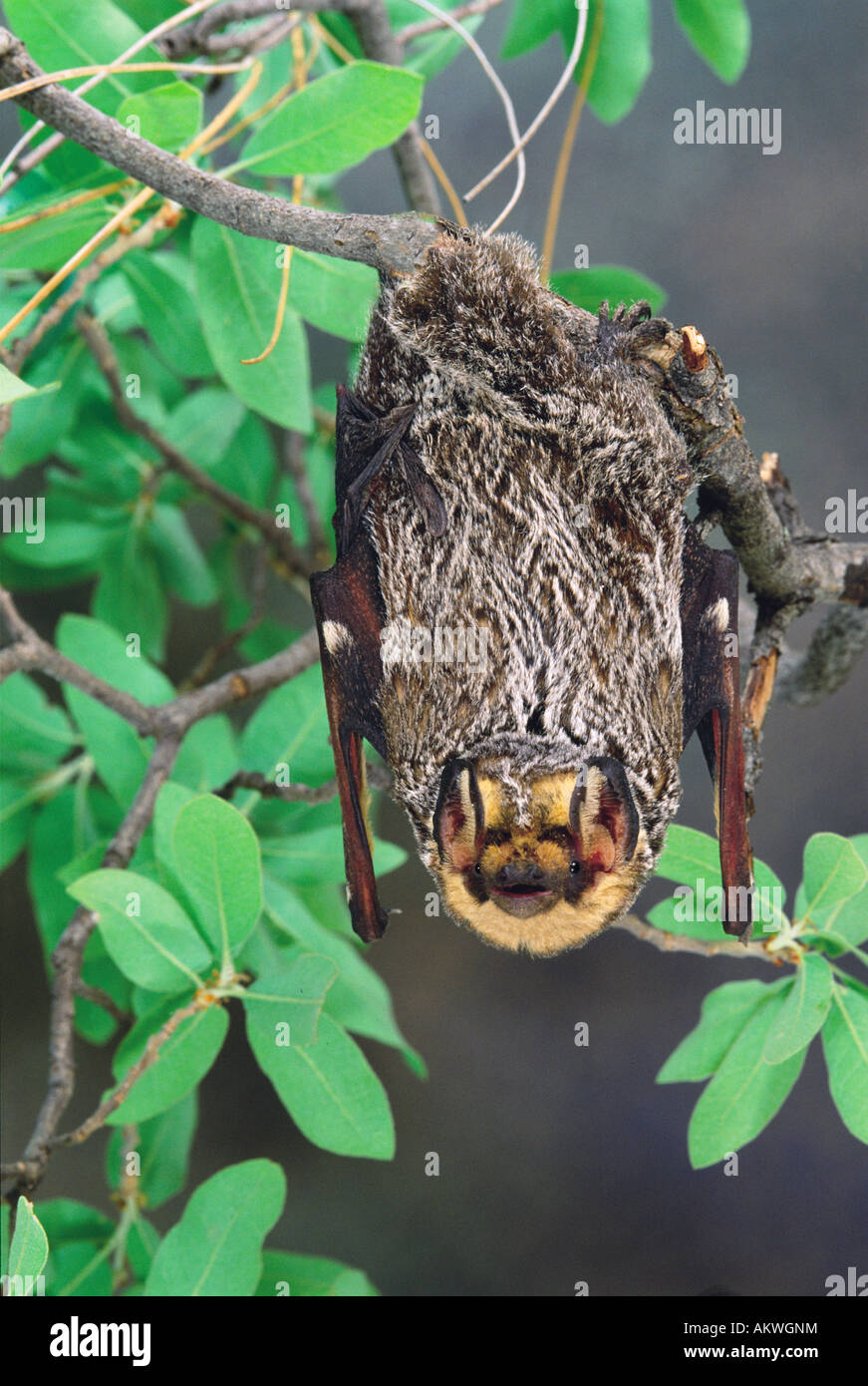 Hoary Bat Lasiurus cinereus Butto Mountains New Mexico United States ...