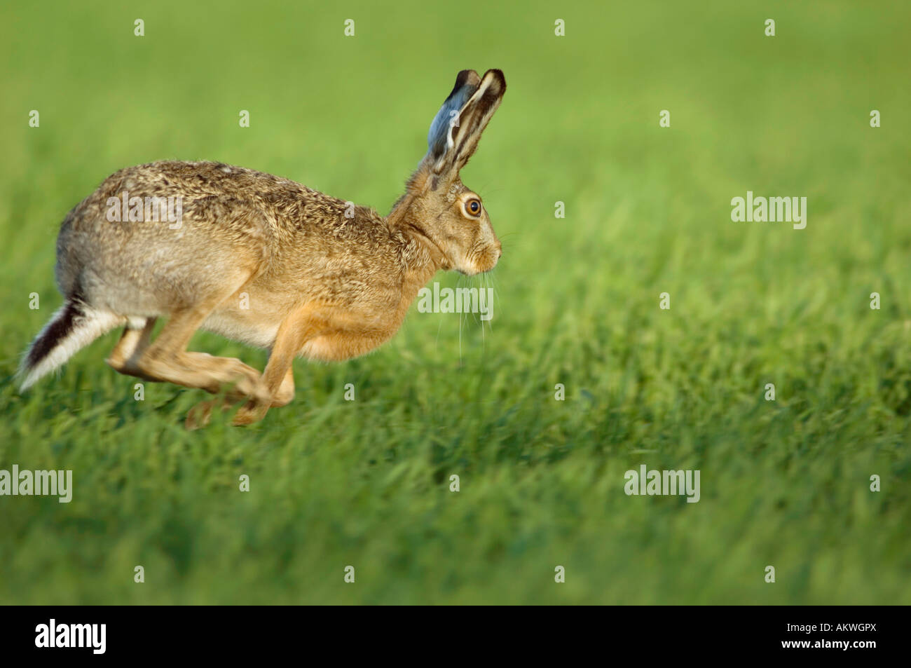 Hare in field Stock Photo - Alamy