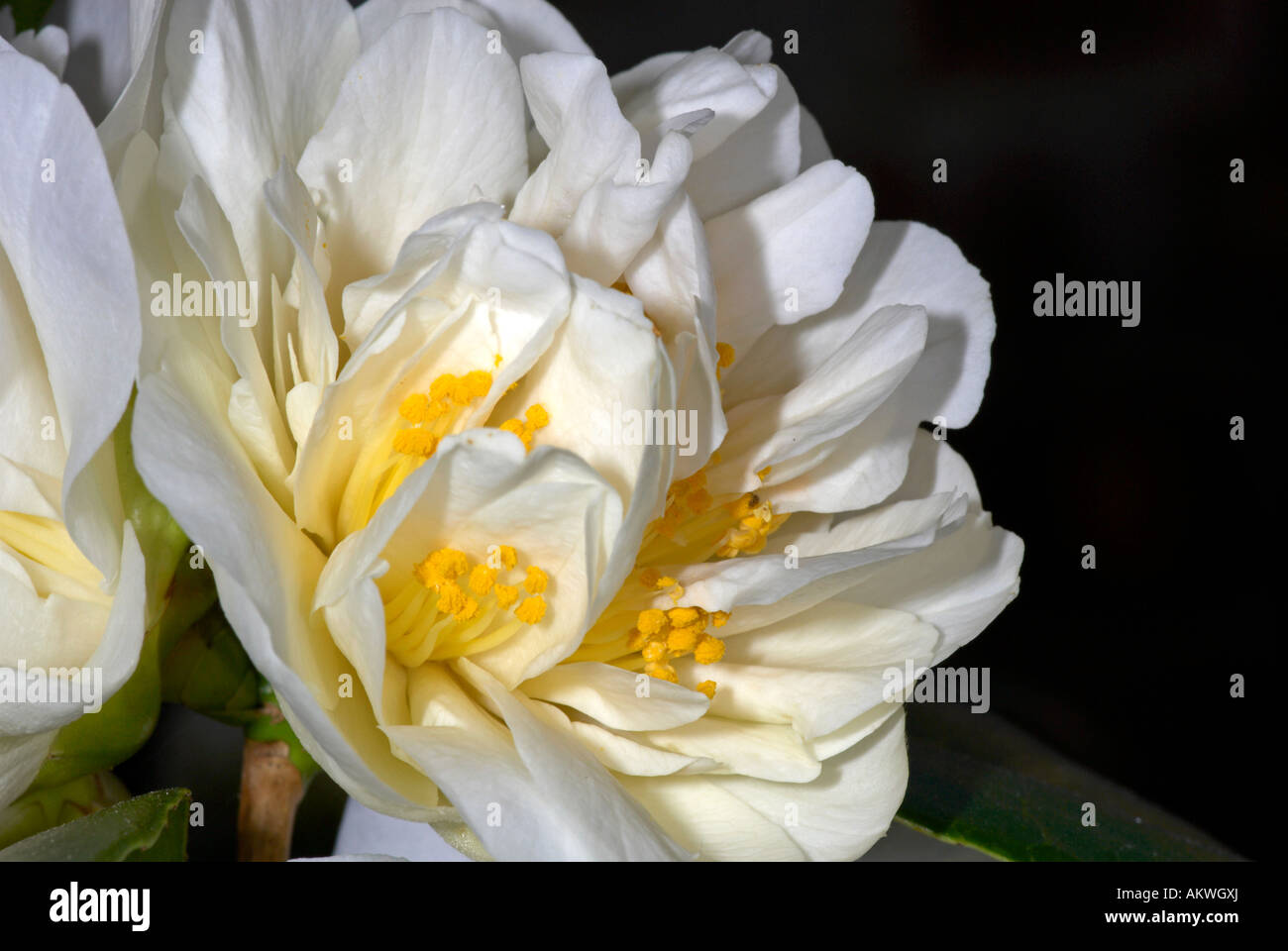 Double headed flower hi-res stock photography and images - Alamy