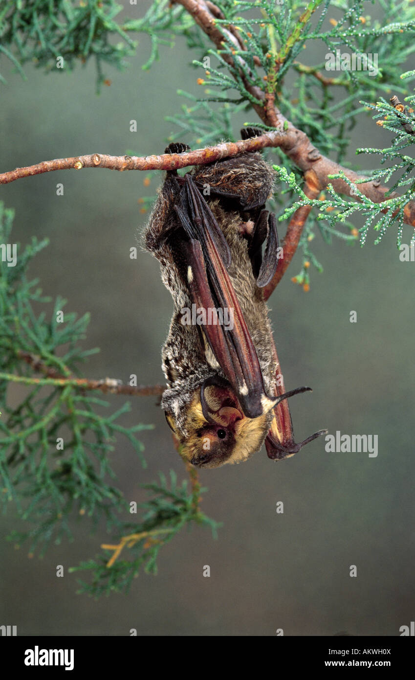 Hoary bat (lasiurus cinereus) hi-res stock photography and images - Alamy