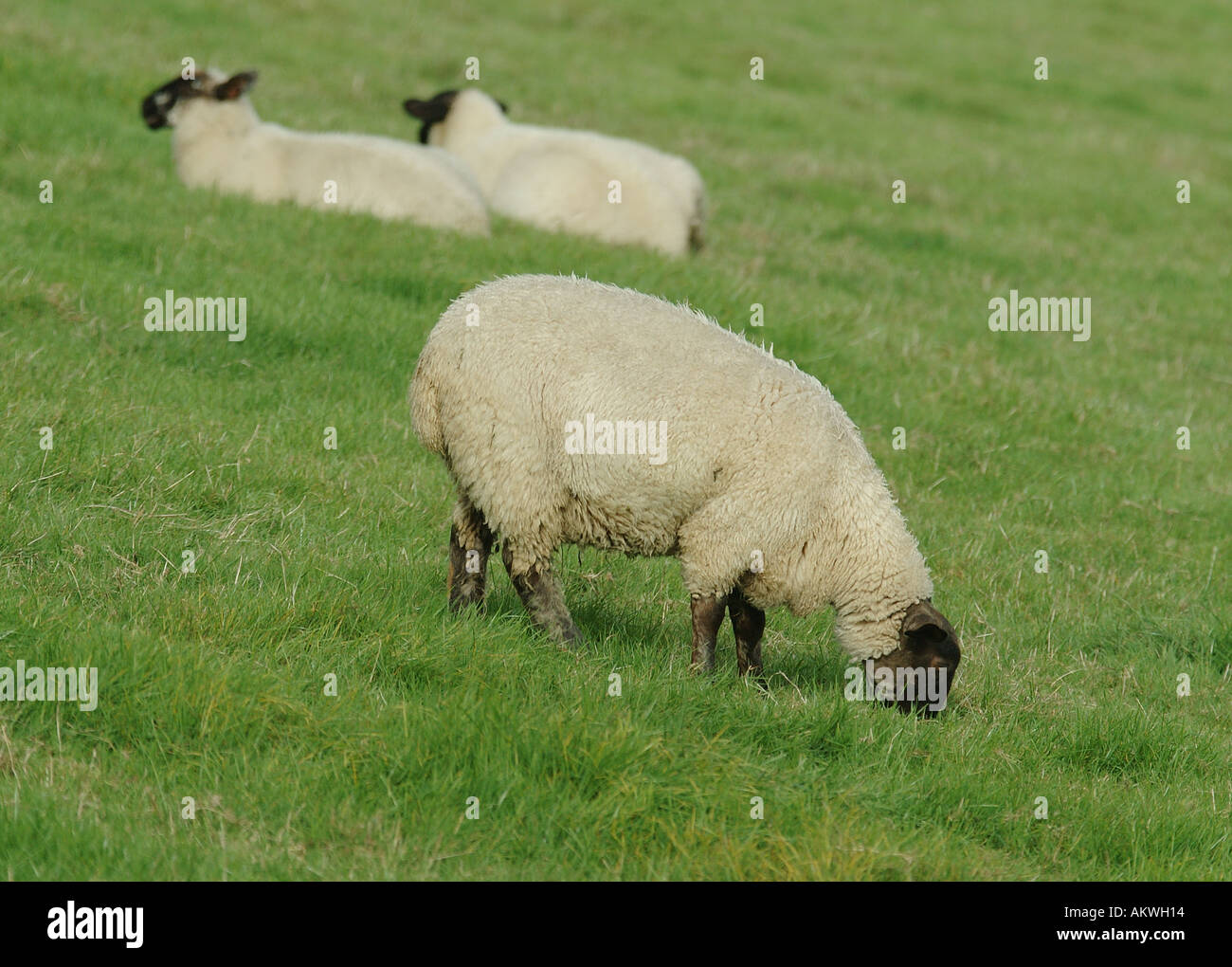 Sheep skin lining hi-res stock photography and images - Alamy