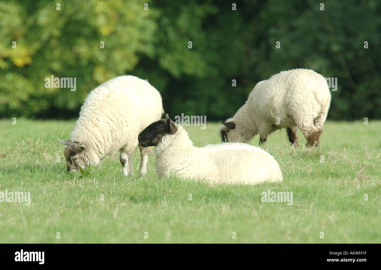 Small flock of sheep Stock Photo - Alamy