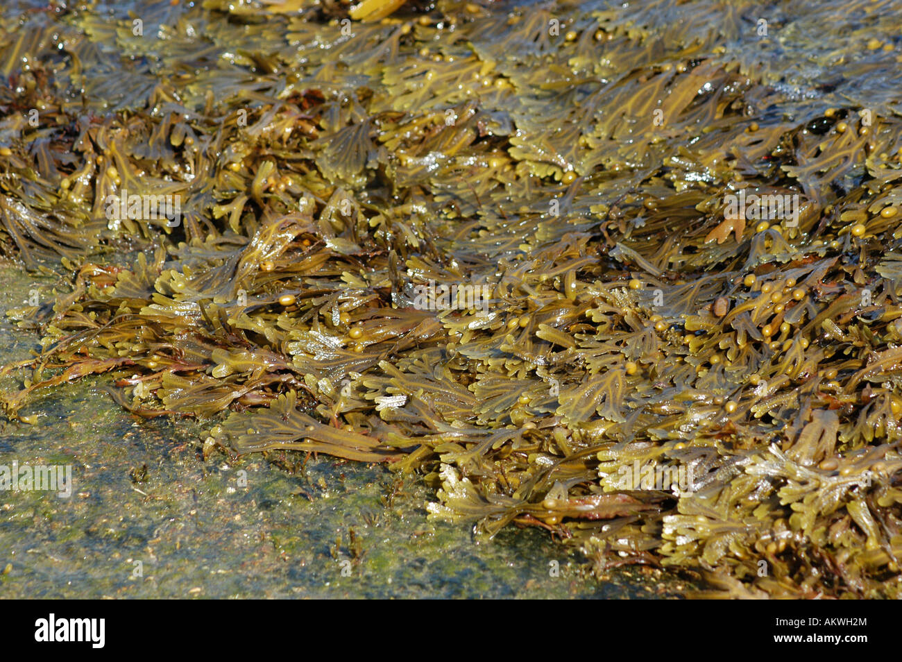 Edible Seaweed Britain High Resolution Stock Photography and Images - Alamy
