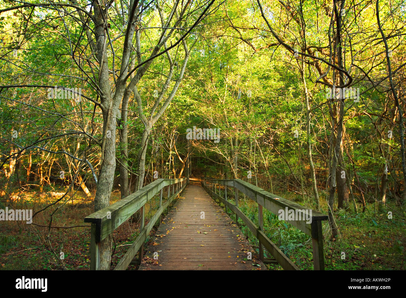 Forest_trail hi-res stock photography and images - Alamy