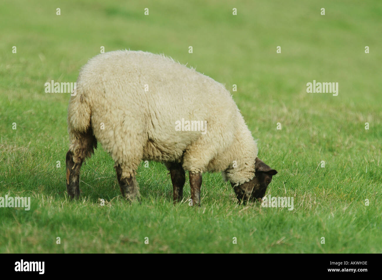 Sheep skin lining hi-res stock photography and images - Alamy
