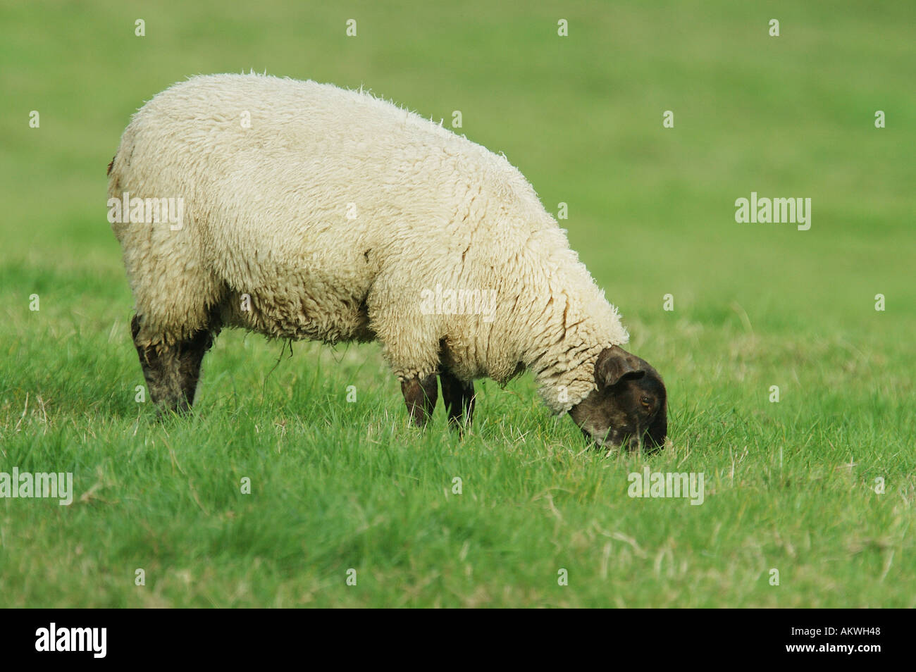 Sheep skin lining hi-res stock photography and images - Alamy