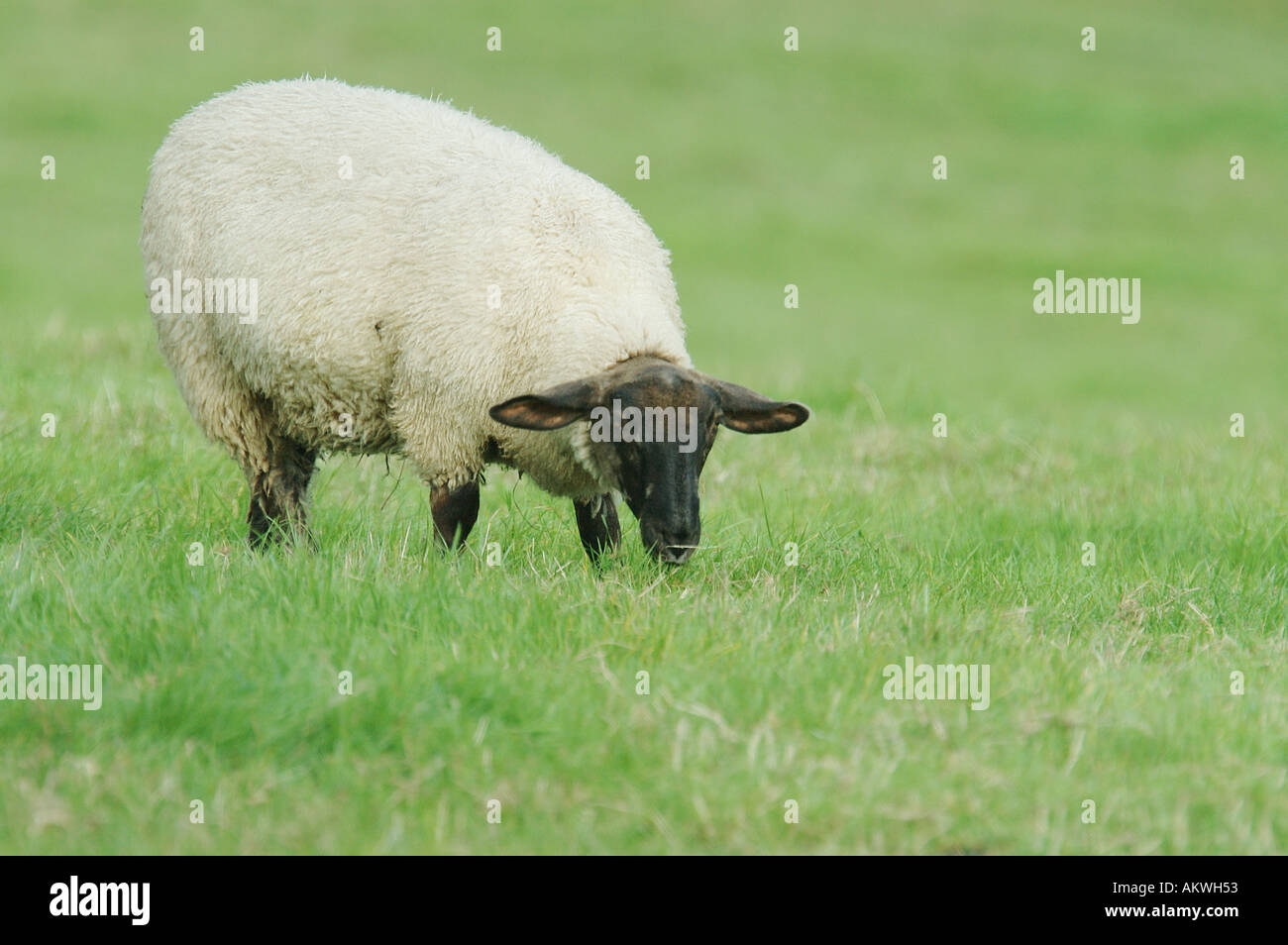 Fleece lining hi-res stock photography and images - Alamy