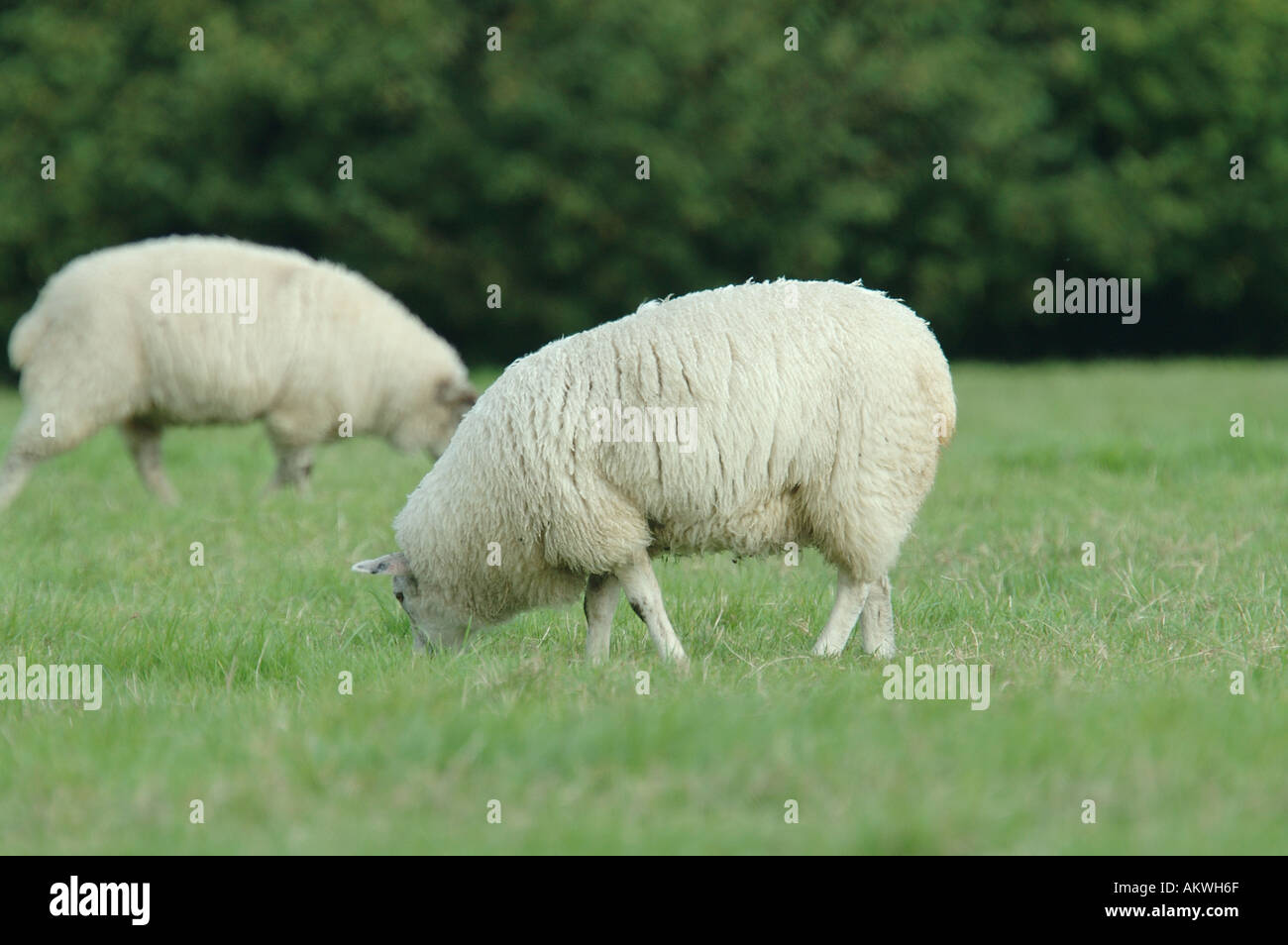 Sheep skin lining hi-res stock photography and images - Alamy
