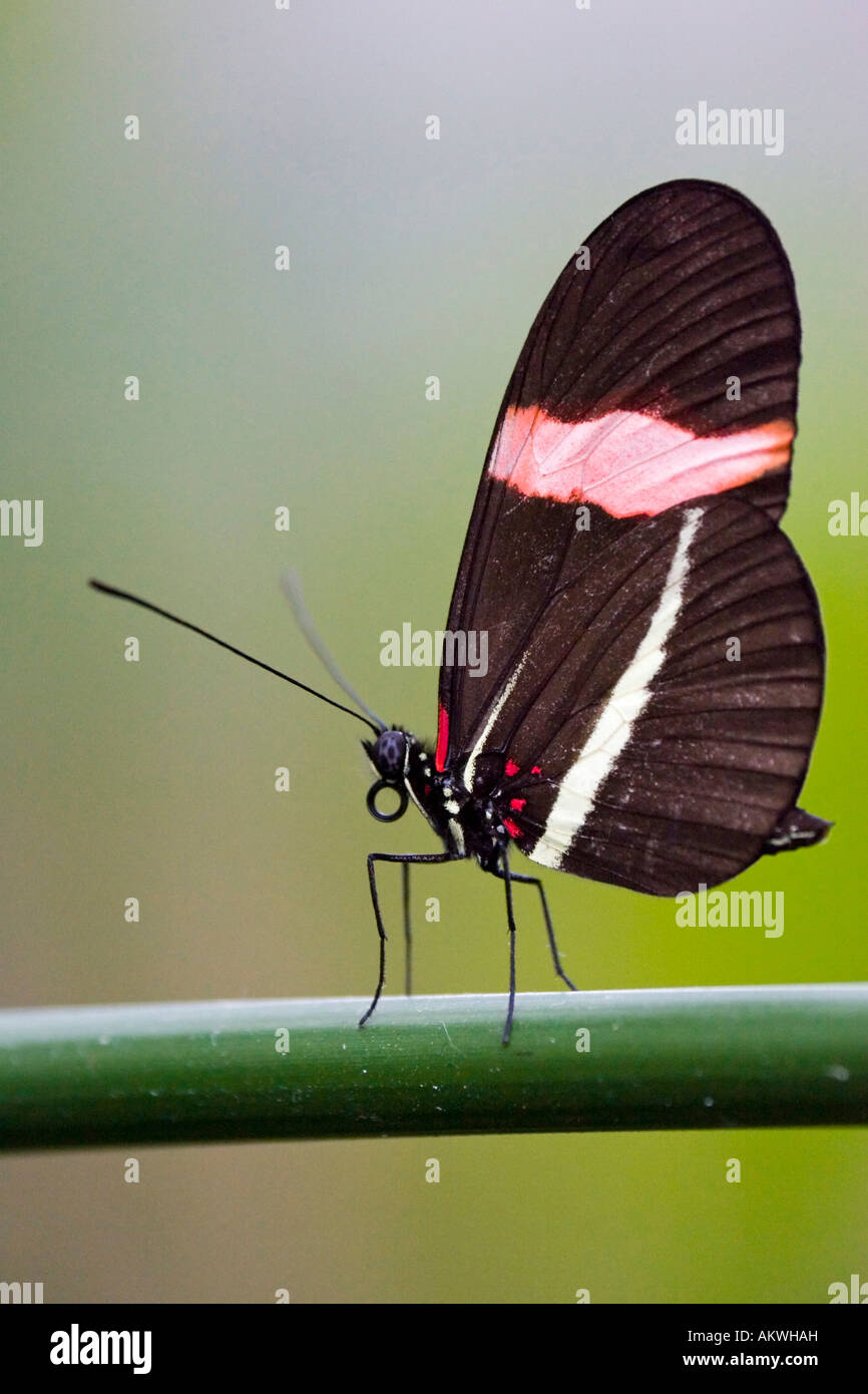 Postman butterfly (Heliconius erato), on leaf Stock Photo - Alamy