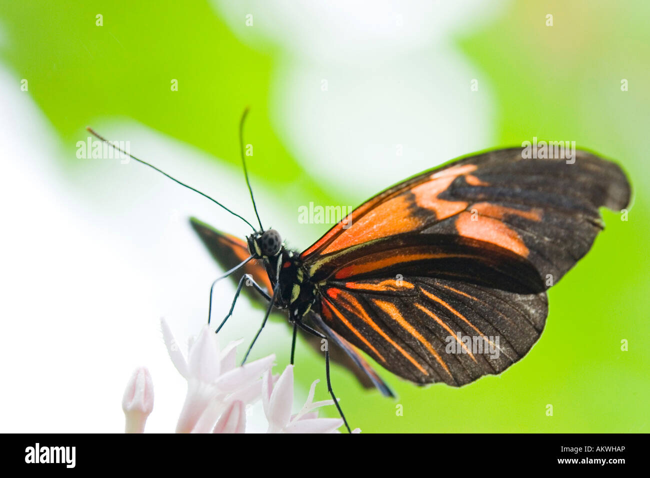 Butterfly antenna heliconius melpomene hi-res stock photography and ...