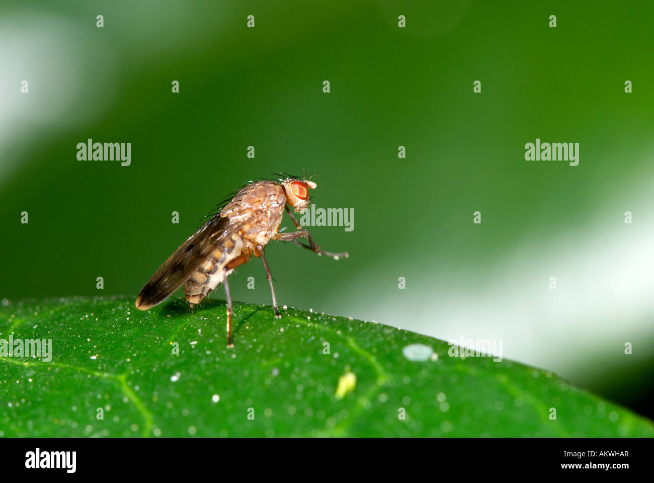Fly on leaf cleaning its legs Stock Photo - Alamy