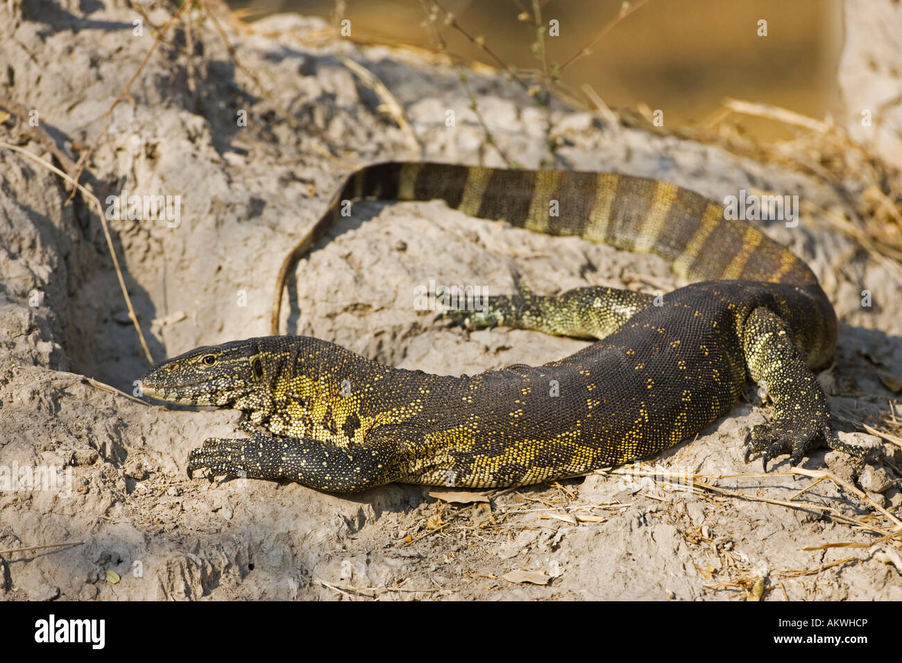 Nile leguan hi-res stock photography and images - Alamy