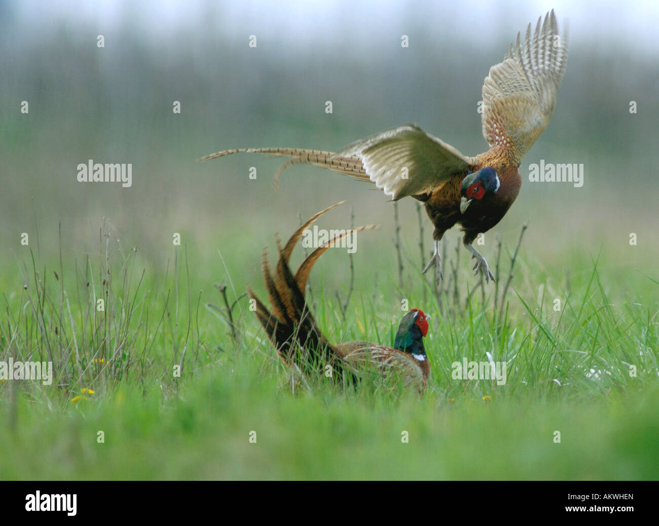 Fighting pheasants hi-res stock photography and images - Alamy