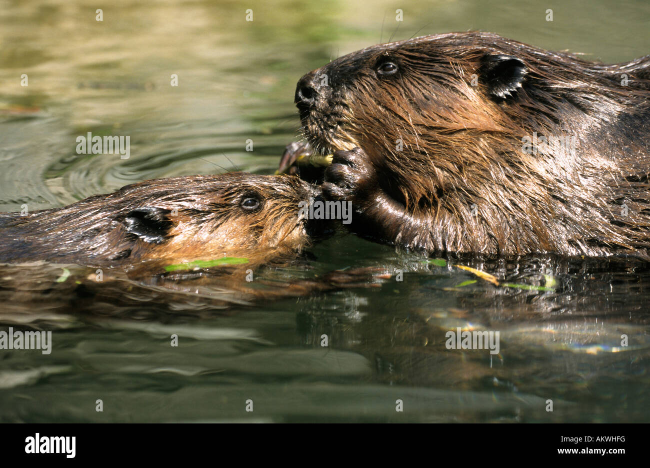 Beaver pup hi-res stock photography and images - Alamy