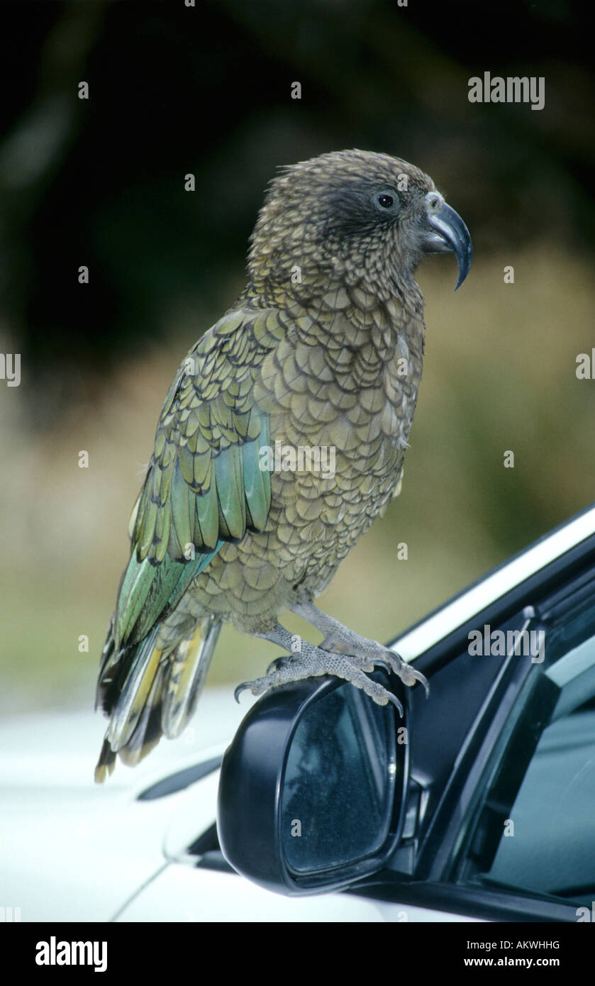 New Zealand, South Island, Side view of kea, animal portrait Stock ...