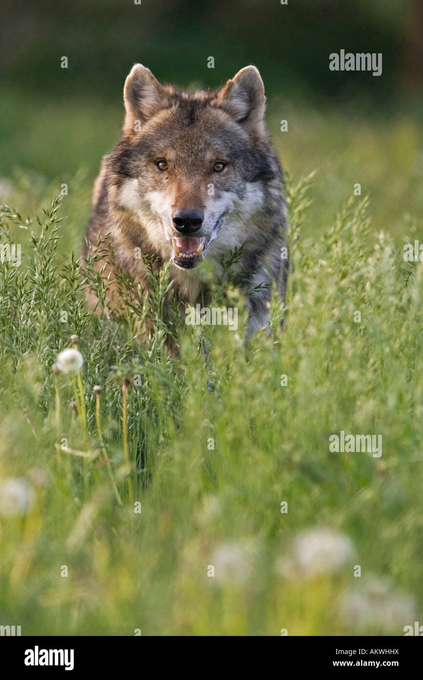 European gray wolf, (Canis lupus), close-up Stock Photo - Alamy