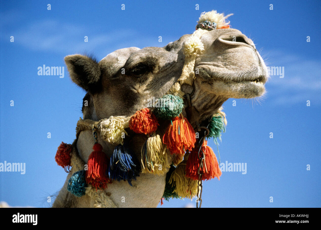 Side Profile Portrait of Camel (Side Profile Portrait of Camel In Full ...