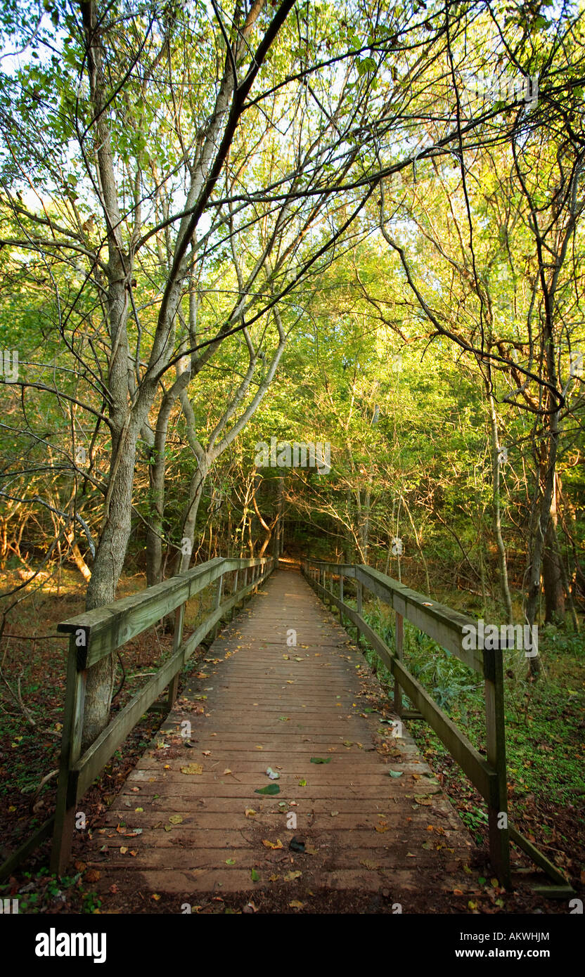 Wooden bridge in forest Stock Photo - Alamy