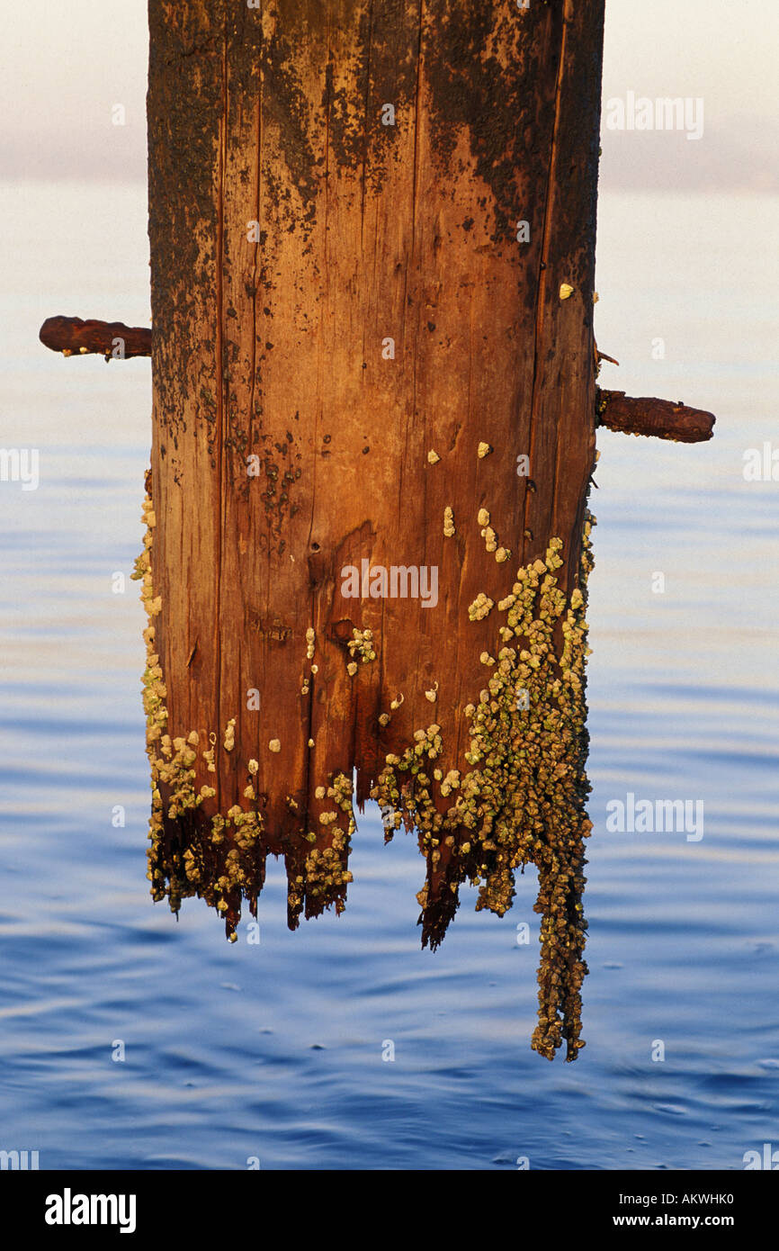 Waterfront, Piling with barnacles Stock Photo - Alamy