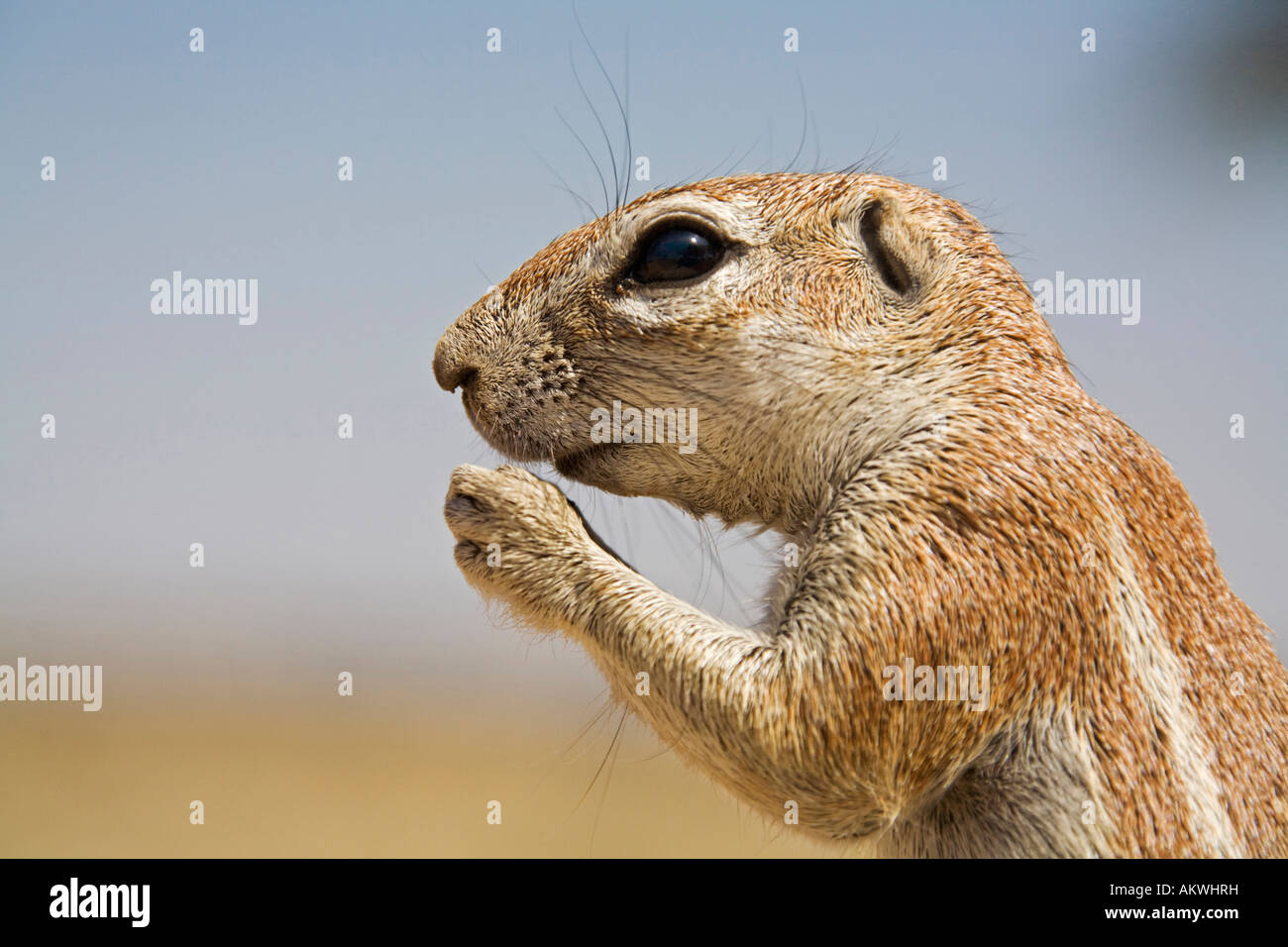 African ground squirrel, close-up Stock Photo - Alamy