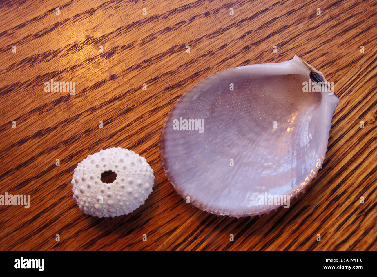 Still life, Shells Stock Photo - Alamy