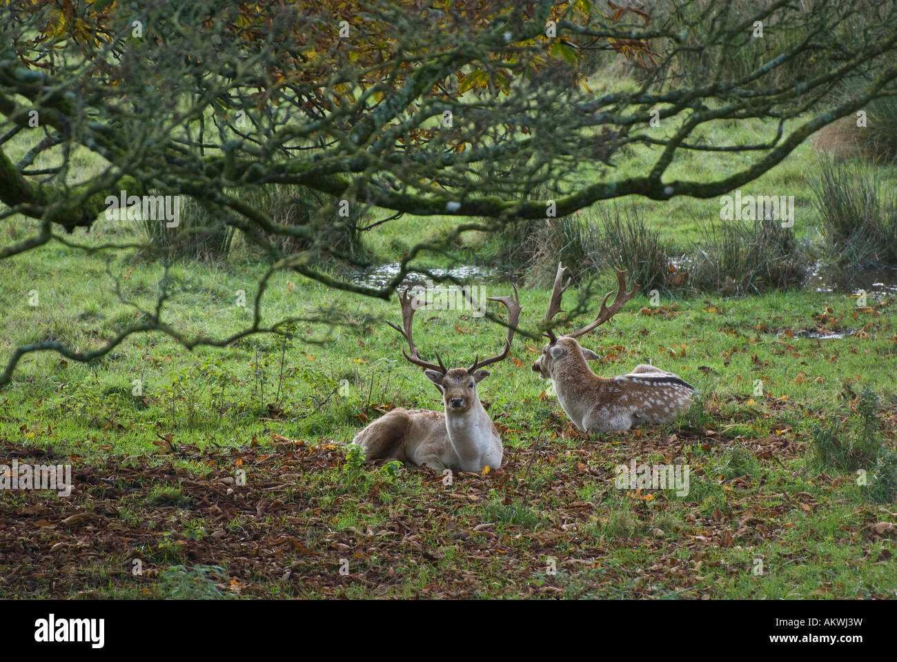 buck fallow deer lying under tree Stock Photo - Alamy