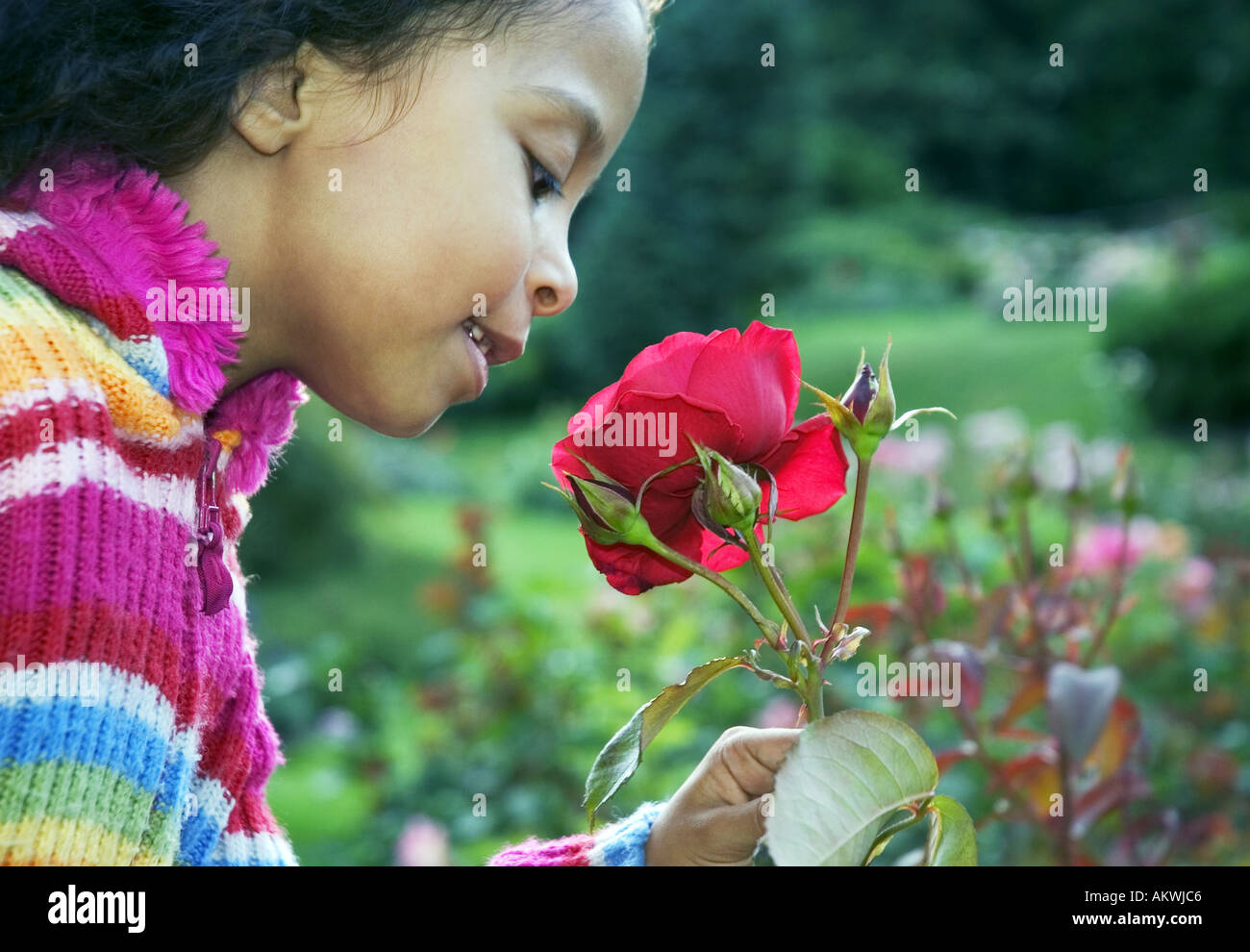 Child smelling rose hi-res stock photography and images - Alamy